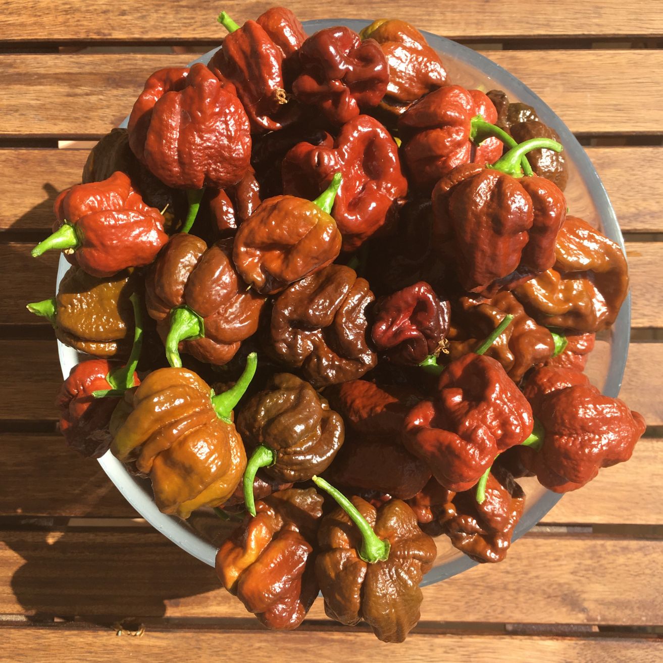 Chocolate Moruga Scorpion Hot Sauce | Golden Chile Award Hot Sauce - Gindos